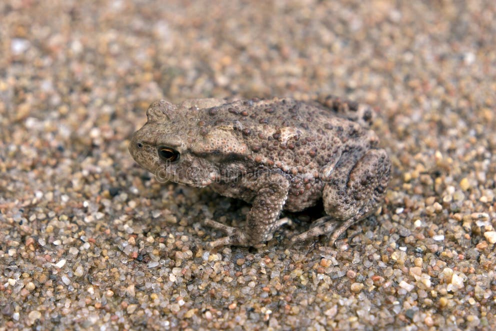 Toad at a lake stock image. Image of frog, amphibians - 78371407