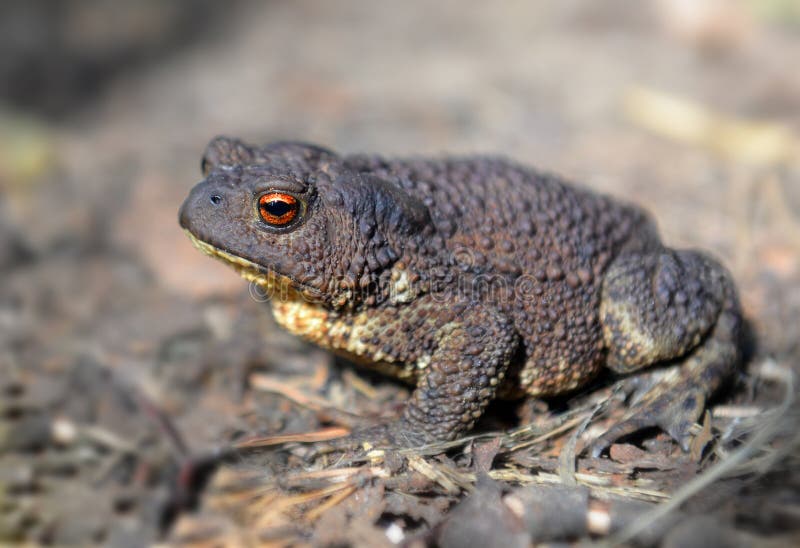 Toad stock photo. Image of large, animal, bufo, destroy - 44923640