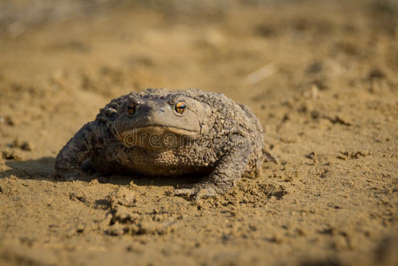 A toad. stock image. Image of animal, alluvium, paddock - 88357443