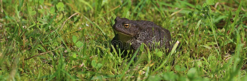 Toad on the lawn stock image. Image of organism, bufo - 107384103