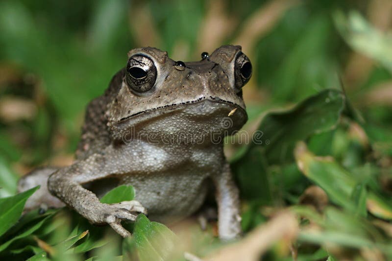 Toad on the lawn stock image. Image of toad, droplets - 121333625