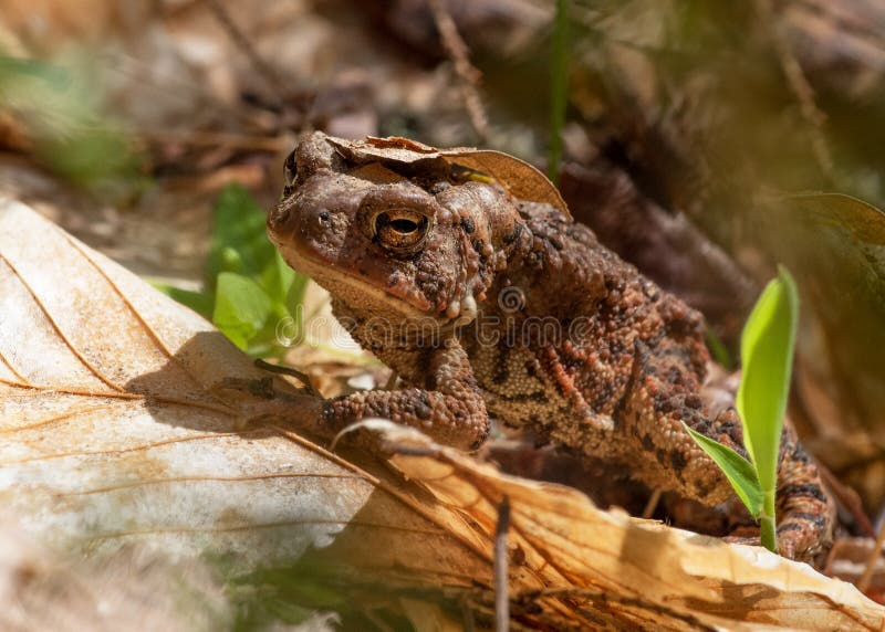 Toad with Leaf on Its Head, Great Neck Conservation Area, Wareham ...