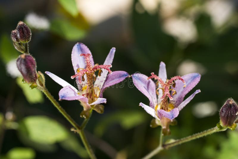 Toad lily flower stock image. Image of blossom, nature - 68718027