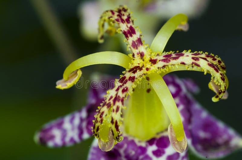 Toad lily stock image. Image of toad, tricyrtis, flower - 92268509
