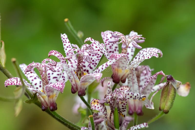 Toad Lily (tricyrtis Hirta) Flower Stock Photo - Image of nature ...