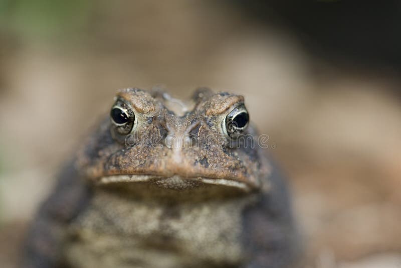 Toad Eyes stock image. Image of closeup, details, nature - 5524875