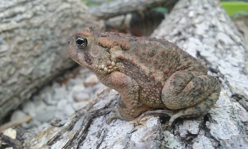 Toad stock photo. Image of animal, ribbit, live, tree - 71022930