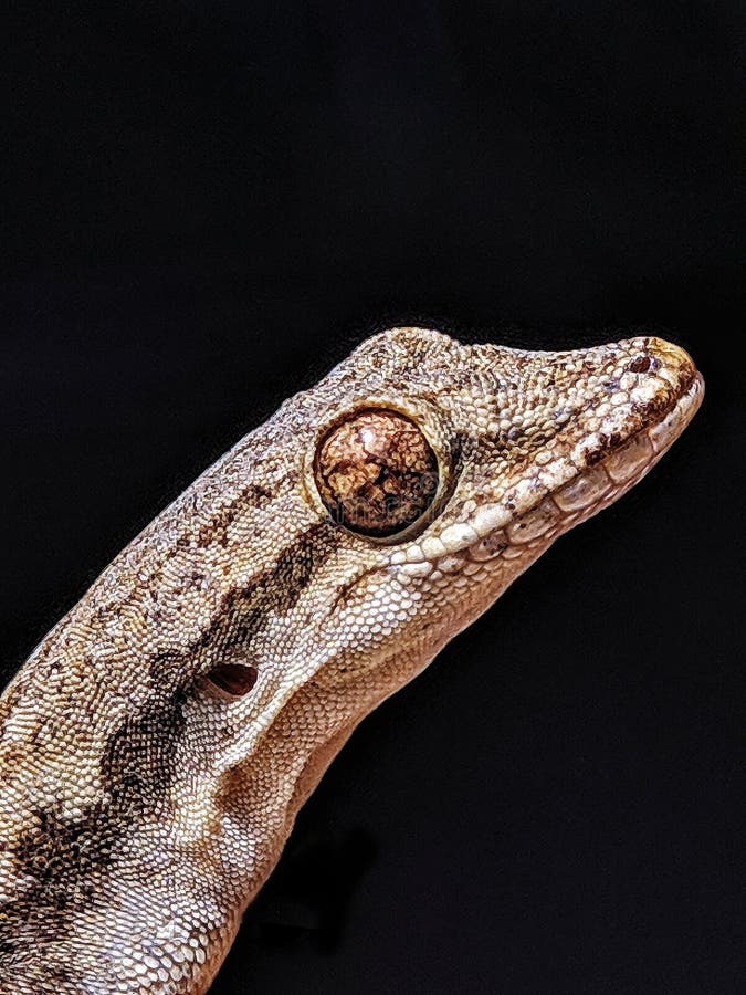 Toad Lizard Close Up Shoot stock photo. Image of island - 212859918