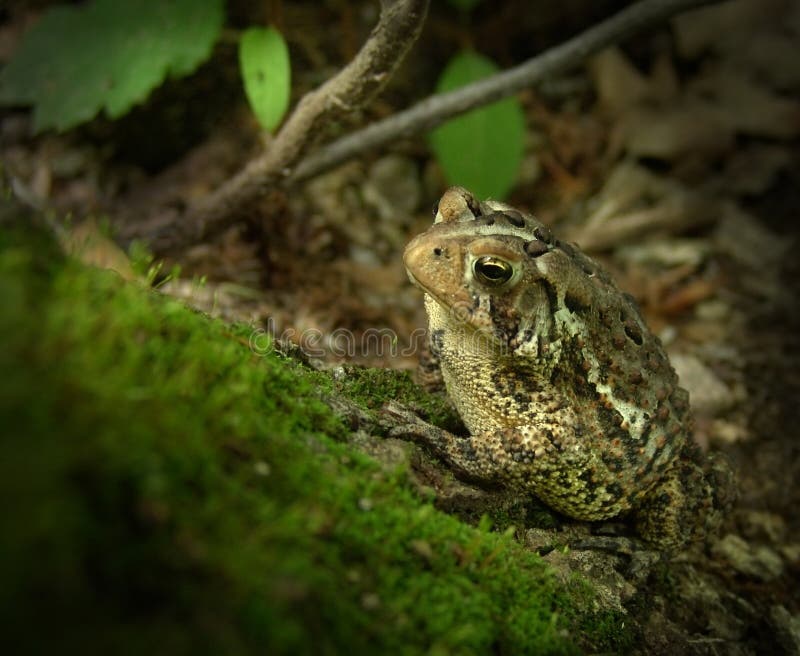 Eastern American Toad (Bufo Americanus) Stock Photo - Image of details ...