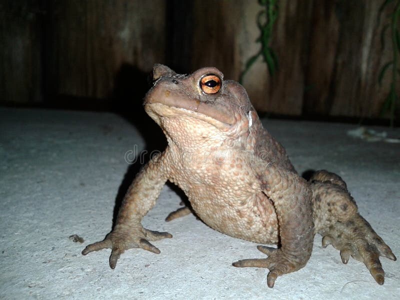 Proud toad stock photo. Image of animals, amphibian - 134558848