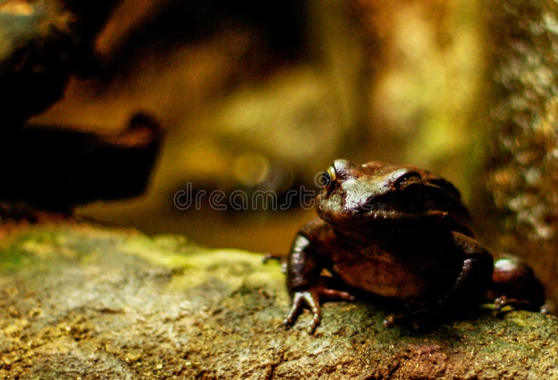 Toad Looking at the Camera in the Terrarium Stock Image - Image of ...