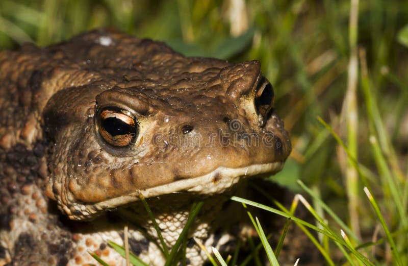 Toad stock image. Image of eyes, animal, grass, wart - 65973339