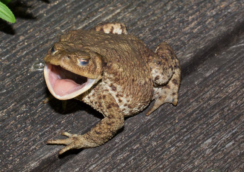 Toad stock image. Image of water, biology, view, amphibian - 81285877