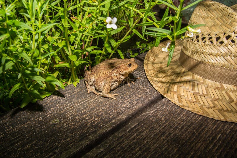 Toad stock image. Image of nature, outdoors, wildlife - 81286043