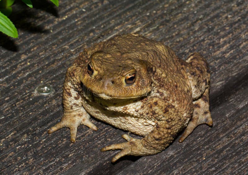 Toad stock image. Image of frog, outdoors, view, pond - 81295295