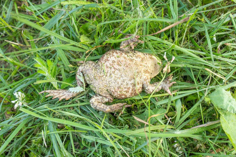 Toad lying on its back stock photo. Image of frog, selective - 285643150