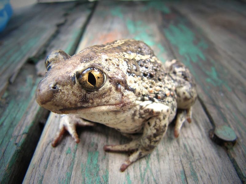 Toad stock image. Image of wood, toad, sitting, table - 50353655