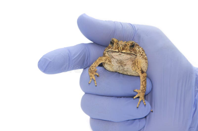 Toad a man s hand Isolated stock image. Image of hand - 35826205