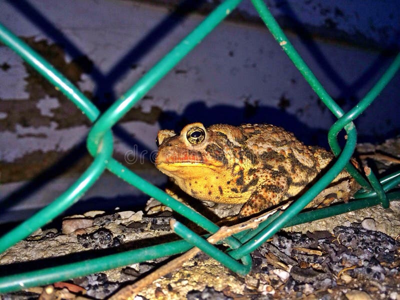 Toad stock photo. Image of toad, croke, massive, ribbit - 43145510