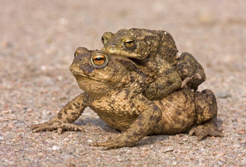 Toad migration stock image. Image of mating, amphibie - 14096219