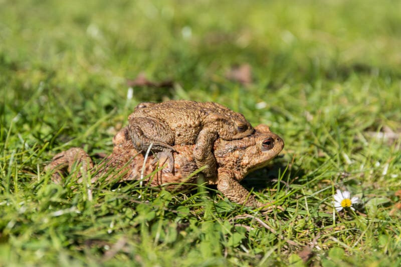 Toad Migration in Spawning Season Stock Photo - Image of salientian ...