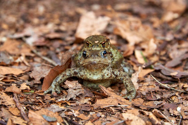 Toad migration to lake stock image. Image of habitat - 87788569
