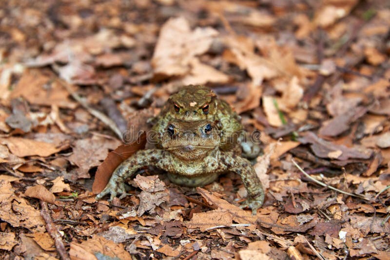 Toad migration to lake stock photo. Image of european - 87788630