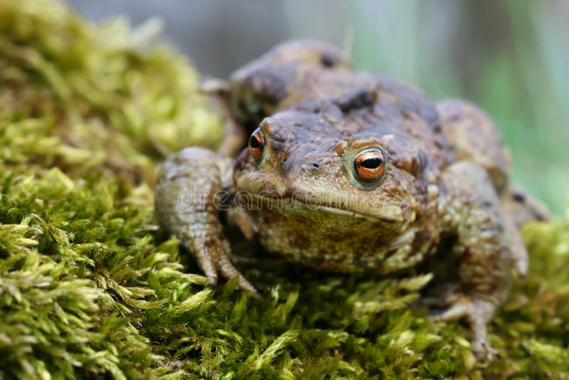 Toad in moss stock image. Image of paddock, wildlife, jade - 5047153