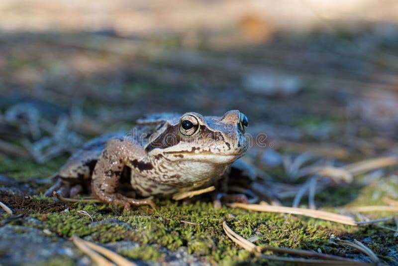 Toad on moss stock image. Image of macro, closeup, green - 66274089
