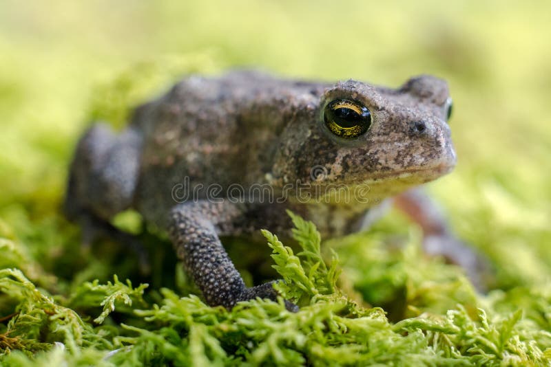 Toad on Moss 2 stock image. Image of brown, ground, nature - 81627101