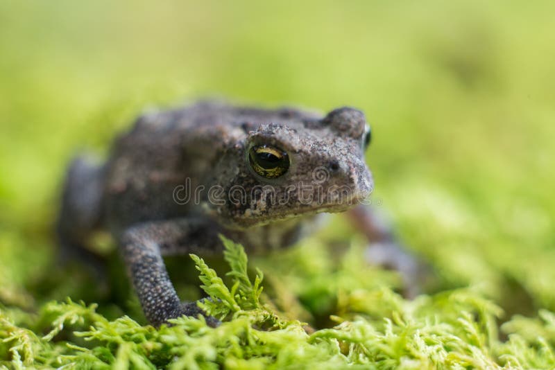 Toad on Moss 1 stock photo. Image of eyes, close, brown - 81627124