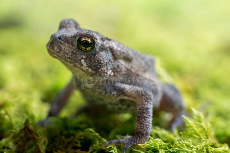 Toad Moss 3 Stock Photos - Free & Royalty-Free Stock Photos from Dreamstime