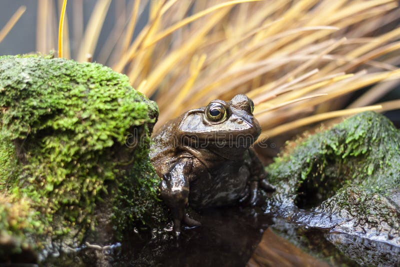 Toad beside mossy rock stock photo. Image of moss, nature - 27500704