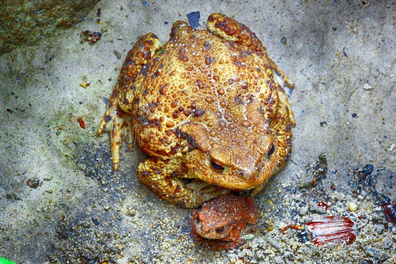 532 Beautiful Toads Stock Photos - Free & Royalty-Free Stock Photos ...