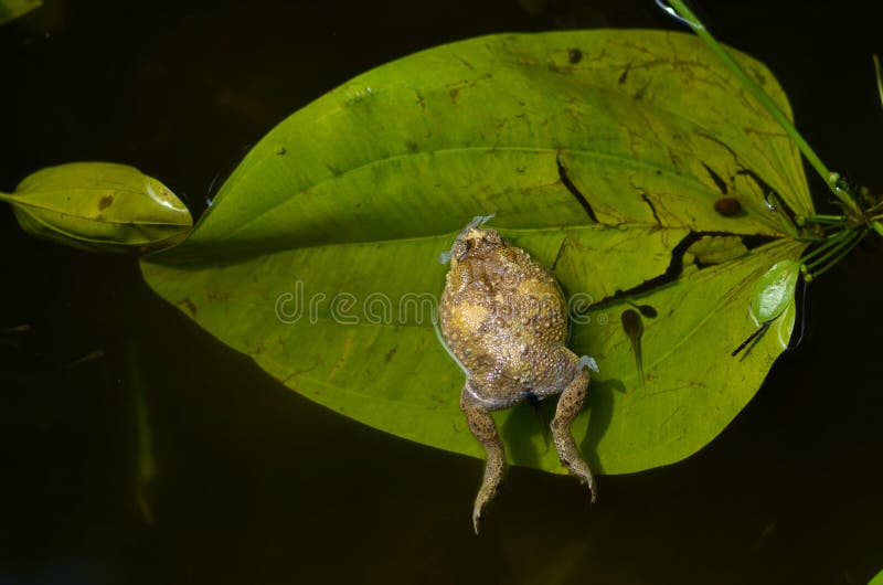Toad stock image. Image of wildlife, toad, animal, leaf - 59203189