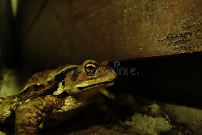 Toad in the Mountains with a Glaring Stare Stock Image - Image of ...