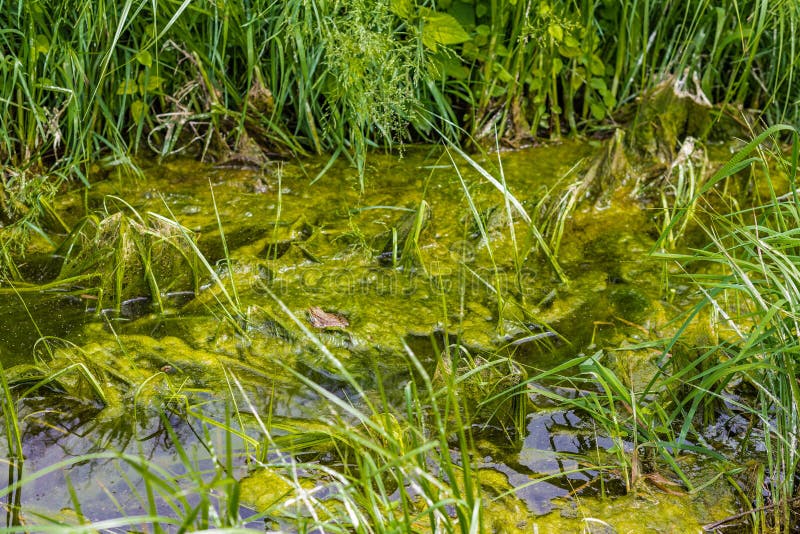 Toad in muddy canal stock photo. Image of agriculture - 70309792