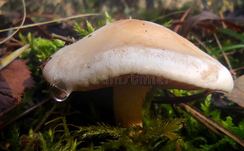 Toad mushroom stock image. Image of mushroom, soil, nature - 234111869
