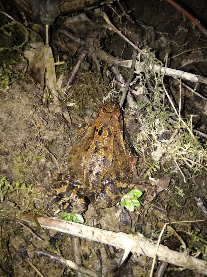 Toad stock image. Image of evening, forest, nature, toad - 93601435