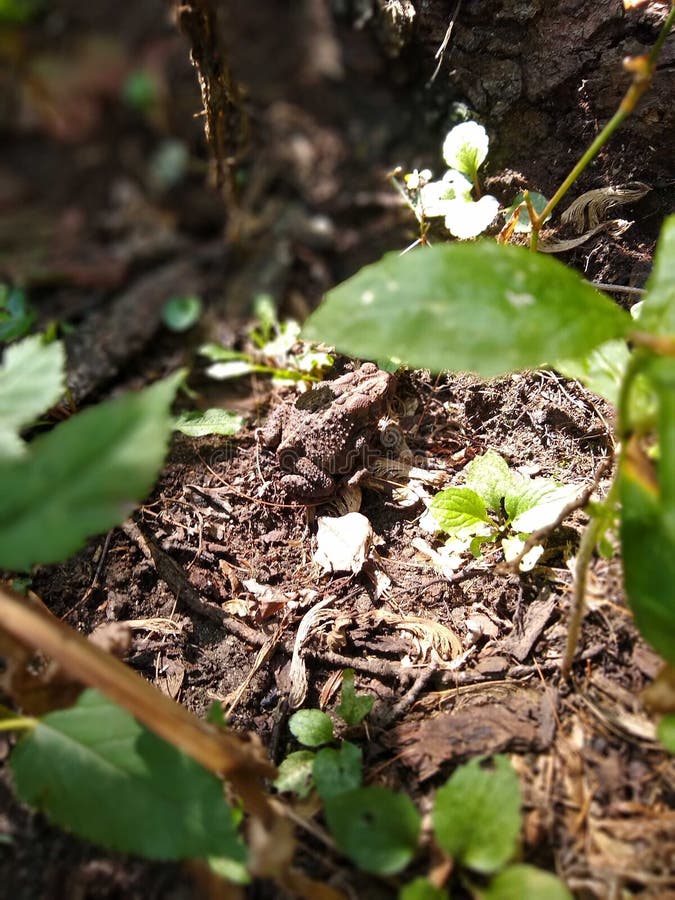Toad next to tree stock photo. Image of green, tree - 171292372