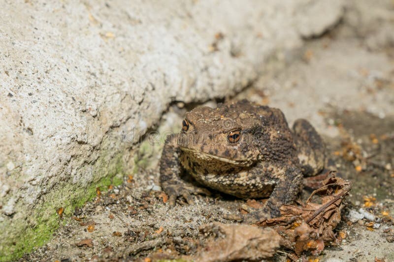 Big fat toad stock image. Image of animal, white, shot - 25798905