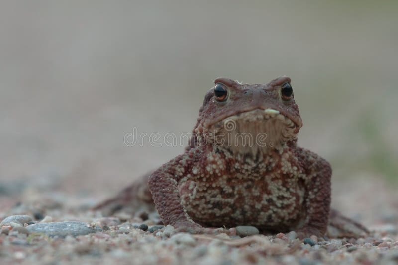 Toad in the night. stock photo. Image of pair, eurasian - 64442286