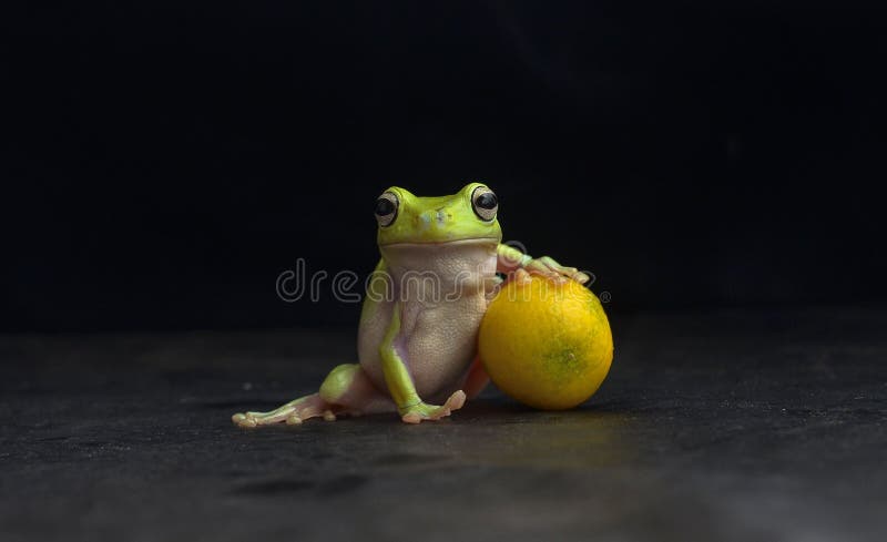 Toad and orange fruit stock image. Image of cantik, kodok - 182922057