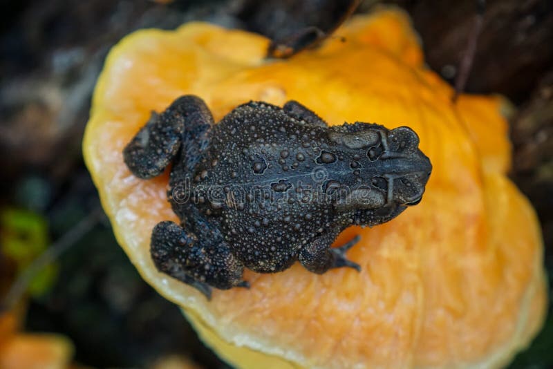 Toad on Orange Fungus Top Down View Stock Photo - Image of amphibian ...