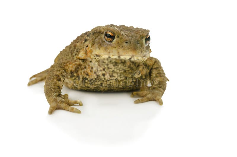 Small Toad stock image. Image of brown, slimy, small - 16510627