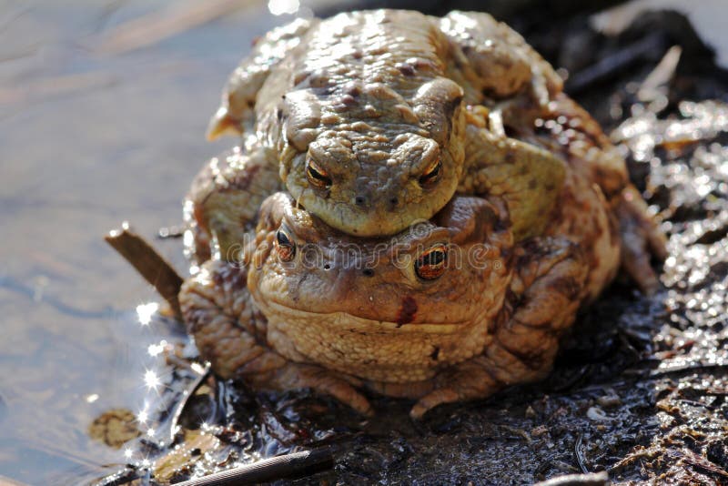 Toad spawn stock photo. Image of moor, string, pond, amphibian - 31858568