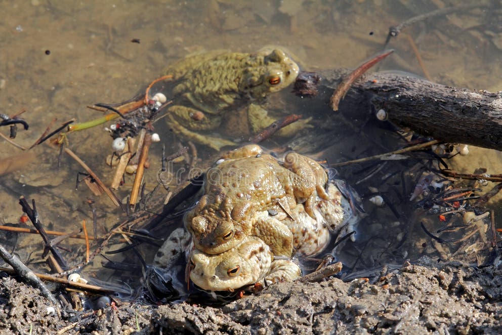 A toad-pair stock image. Image of look, animal, beauty - 38431715