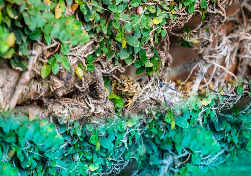 Toad peering through ivy. stock photo. Image of environment - 80581748