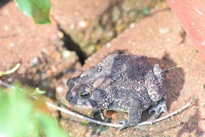 Angry toad stock image. Image of lumpy, boss, frog, staring - 9541219