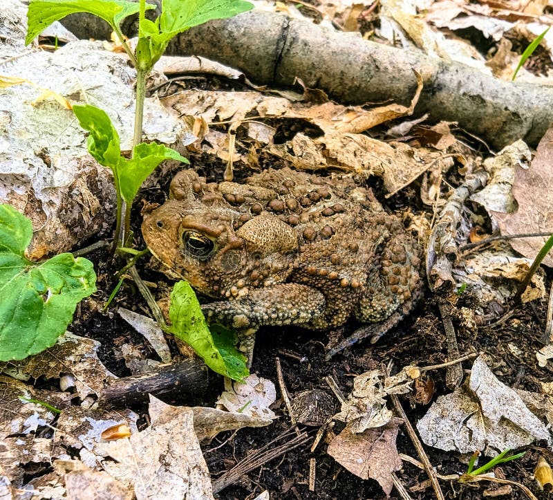 Toad Perched on Grass Next To Fallen Leaves, Created with a Mirrorless ...